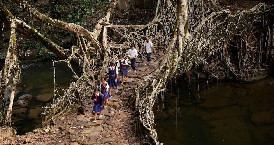 India's Living Root Bridges Could Be The Future of Green Design