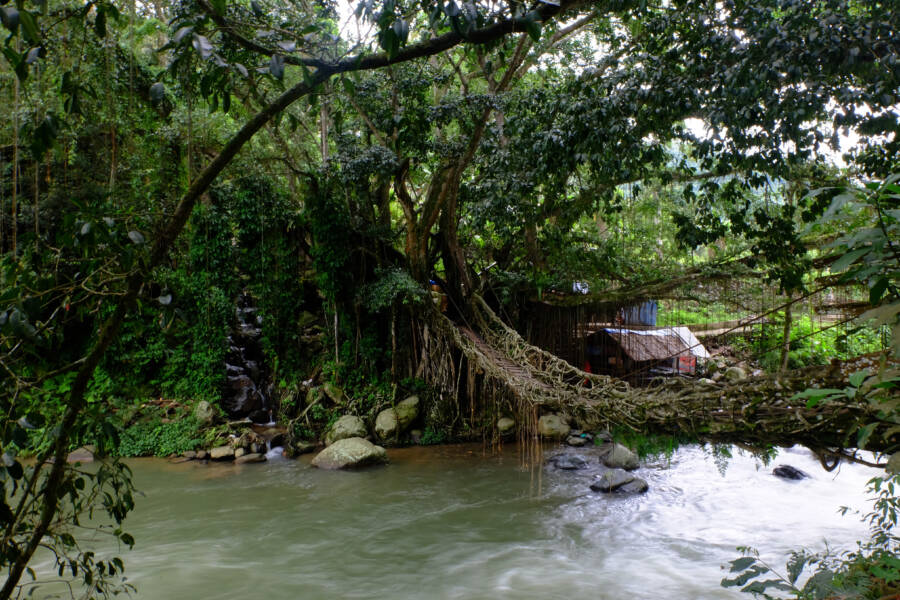 India's Living Root Bridges Could Be The Future of Green Design