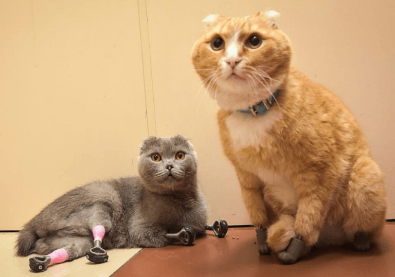 Meet Dymka, The Bionic Russian Cat With Four Titanium Paws
