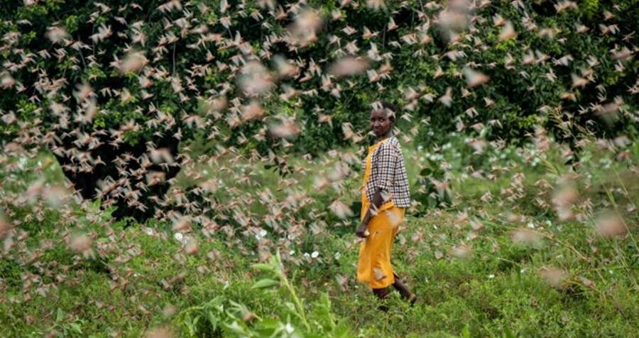 Kenya Swarmed By Worst Locust Invasion In Nearly 100 Years — And It ...