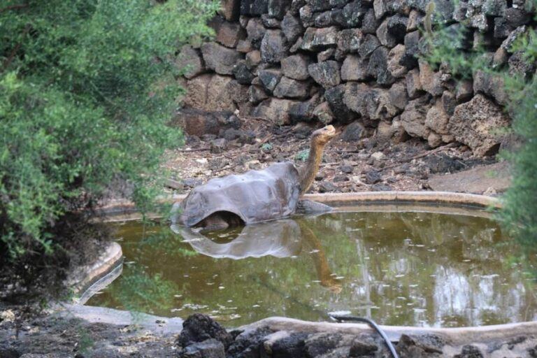 This Horny Tortoise Is Retiring From Mating After Saving His Species This Horny Tortoise Is Retiring From Mating After Saving His Species