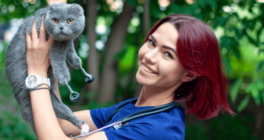 Meet Dymka, The Bionic Russian Cat With Four Titanium Paws