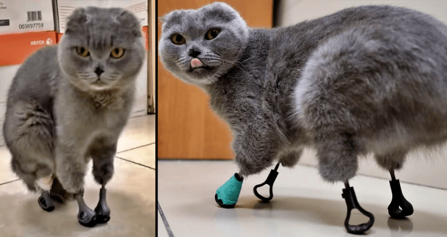 Meet Dymka, The Bionic Russian Cat With Four Titanium Paws