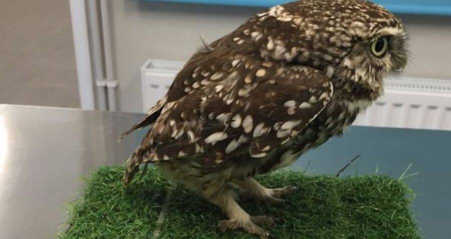 Meet The 'Extremely Obese' Rescue Owl That Was 'Too Fat To Fly'