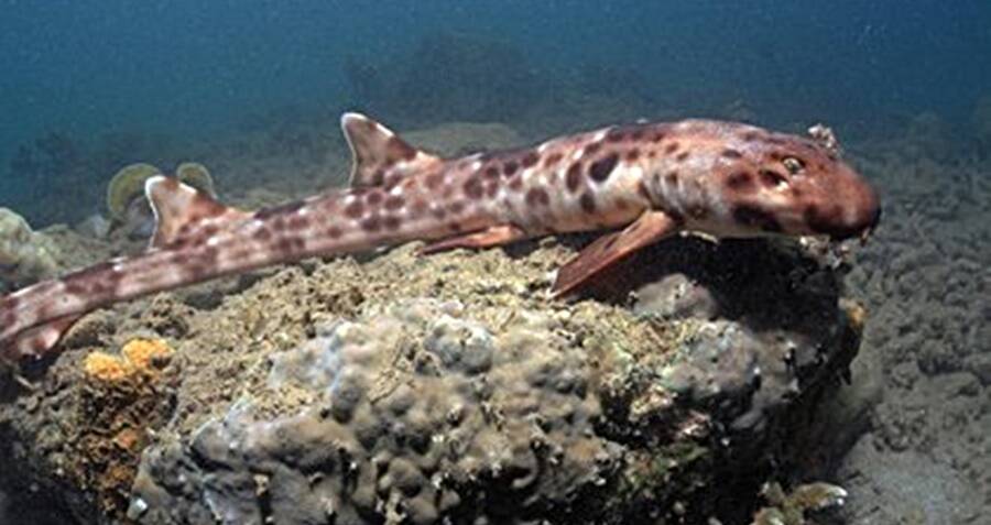 Scientists Confirm Four New Species Of 'Walking Sharks' In Indonesia