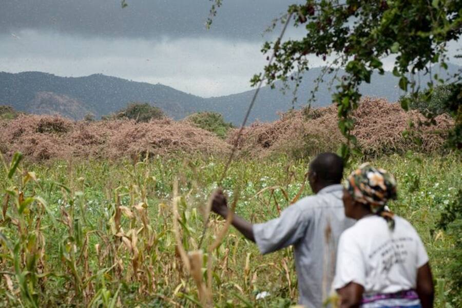 Kenya Swarmed By Worst Locust Invasion In Nearly 100 Years — And It ...