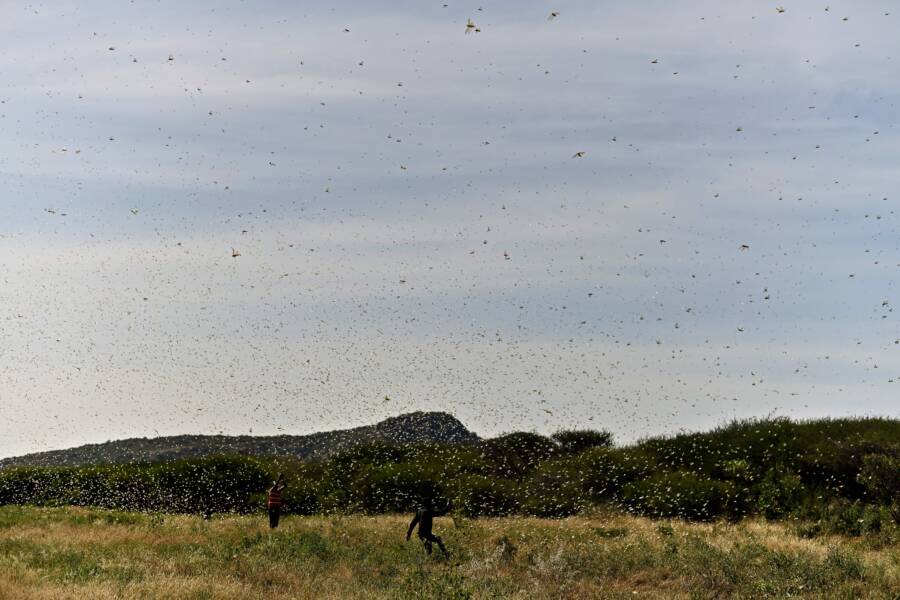 Kenya Swarmed By Worst Locust Invasion In Nearly 100 Years — And It ...
