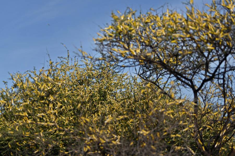 Kenya Swarmed By Worst Locust Invasion In Nearly 100 Years — And It ...