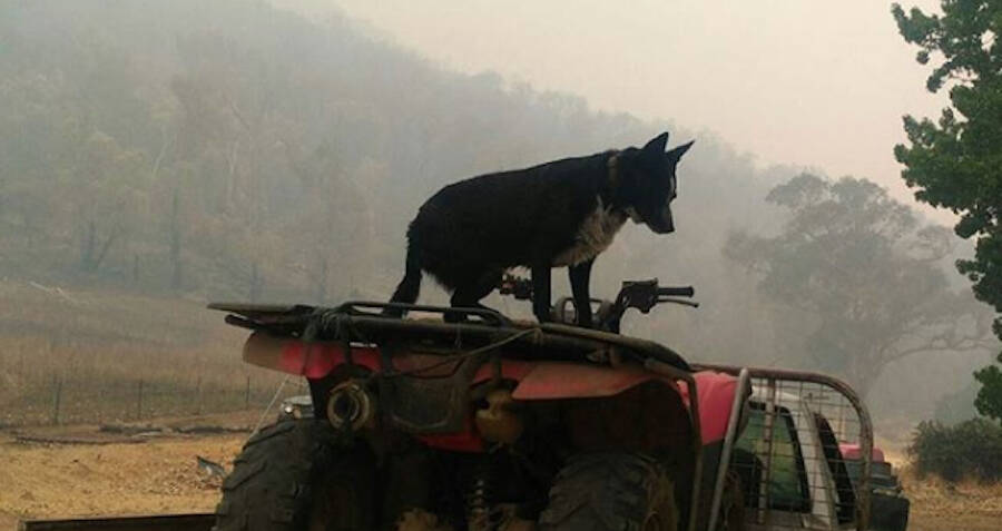 'Patsy The Wonder Dog' Saves 900 Sheep From Australian Bushfires