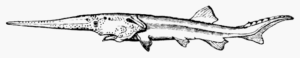 Scientists Have Declared The Prehistoric Chinese Paddlefish Species Extinct