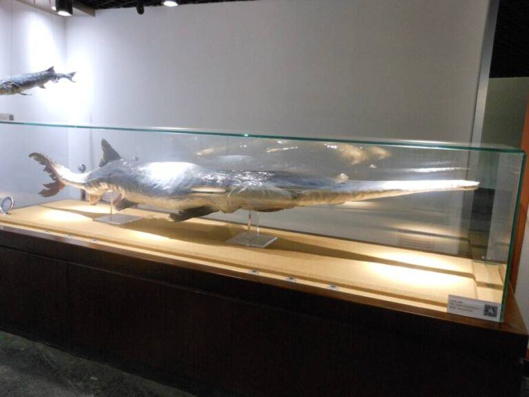 Scientists Have Declared The Prehistoric Chinese Paddlefish Species Extinct