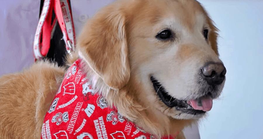 CEO Buys $6 Million Super Bowl Ad To Thank Vets For Saving His Dog