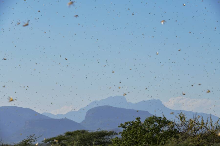 Kenya Swarmed By Worst Locust Invasion In Nearly 100 Years — And It ...