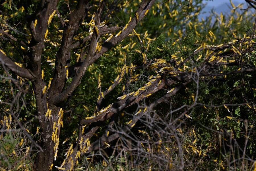 Kenya Swarmed By Worst Locust Invasion In Nearly 100 Years — And It ...