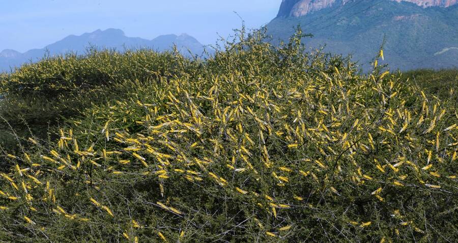 Kenya Swarmed By Worst Locust Invasion In Nearly 100 Years — And It ...