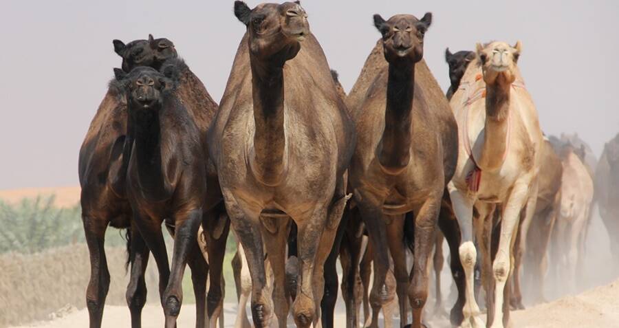 Australia Will Shoot 10,000 Feral Camels That Are Officially Considered ...