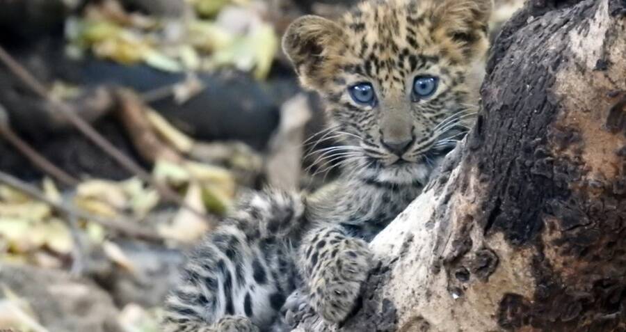 Mother Lion Adopted Oprhaned Baby Leopard In World First