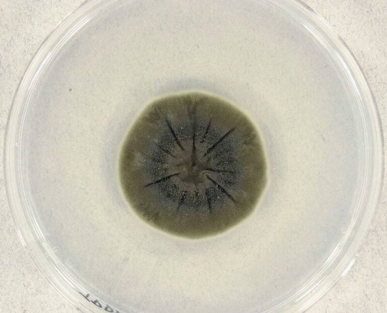 Chernobyl Fungus That Eats Radiation Could Be Used For Space Travel Chernobyl Fungus That Eats Radiation Could Be Used For Space Travel