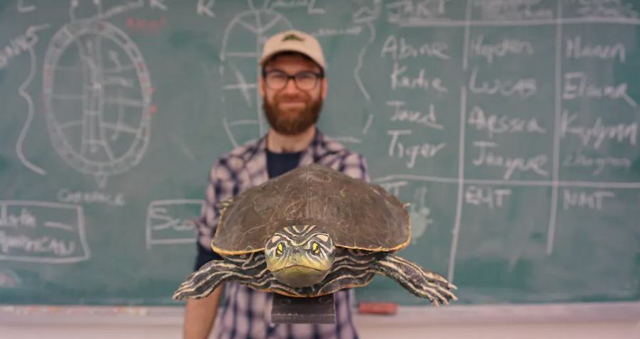 Scientists Create Sex Dolls For Turtles To Study Their Mating Behavior