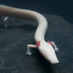 Meet The Olm, The Cave Salamander That Can Stays Motionless For Years