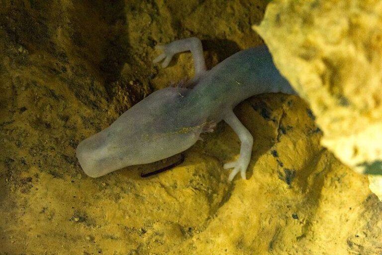 Meet The Olm, The Cave Salamander That Can Stays Motionless For Years