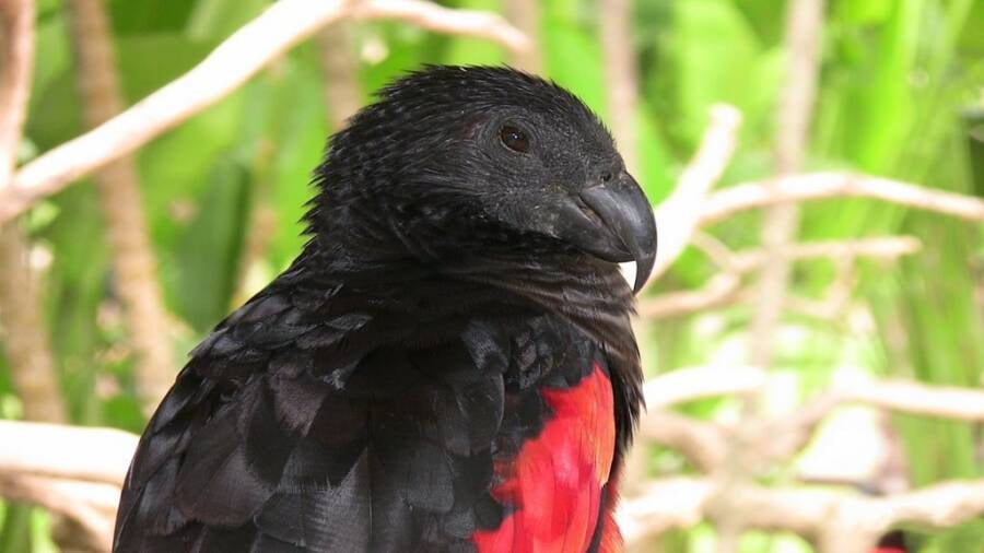 The Dracula Parrot, The Spectacular Gothic Bird Of New Guinea