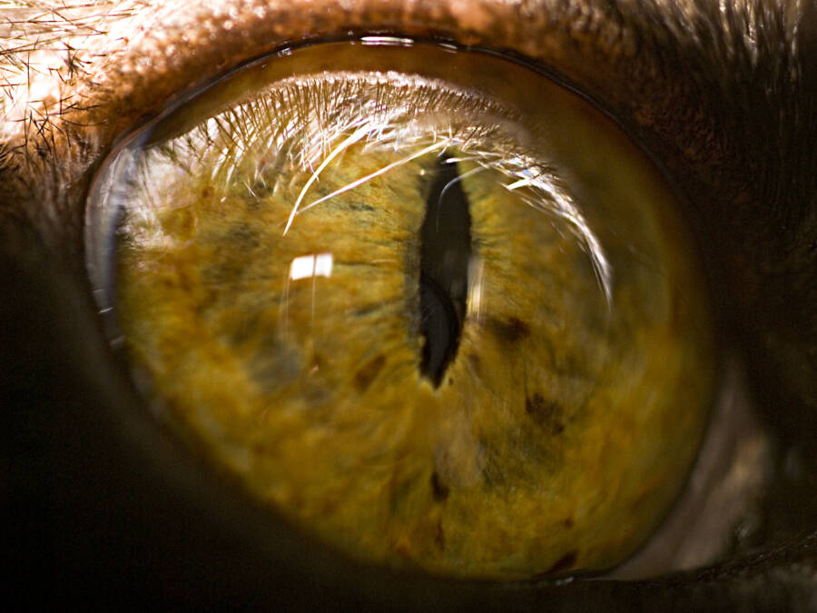 Everything You Ever Wanted To Know About Cat Eyes