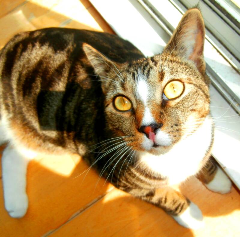 Everything You Ever Wanted To Know About Cat Eyes