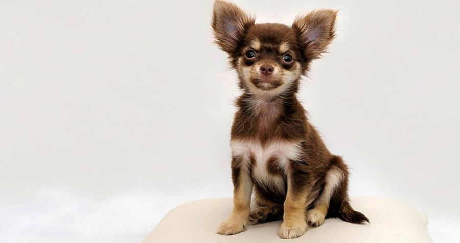 Even 2,000 Years Ago, Ancient Romans Had Pet 'Toy' Dogs Like Chihuahuas