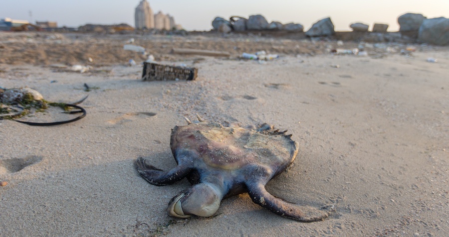 Sea Turtles Eat Plastic Because It Smells Like Food, Study Suggests