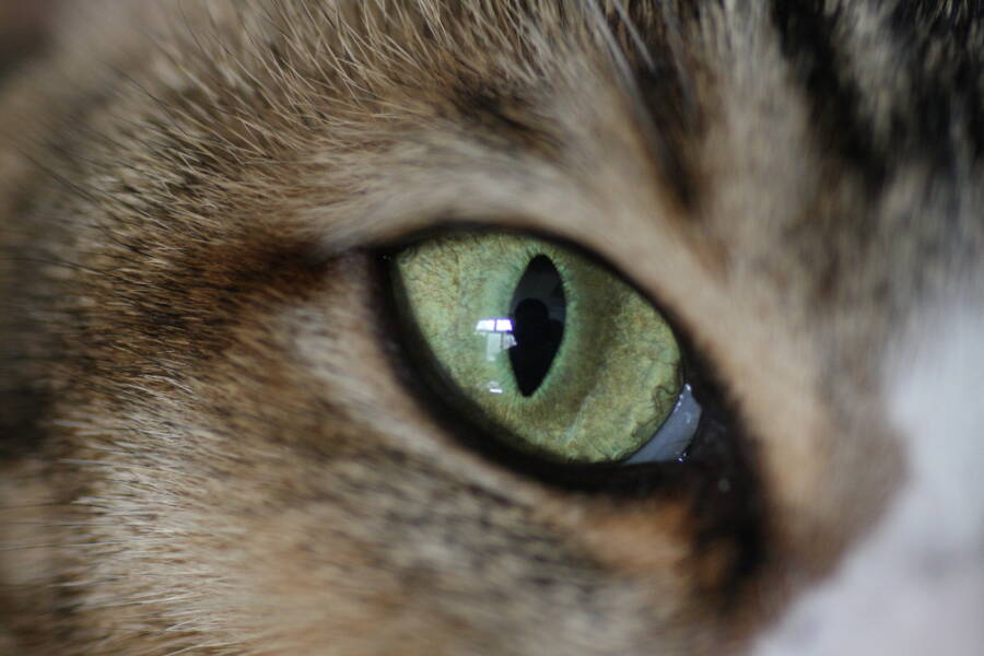 Everything You Ever Wanted To Know About Cat Eyes