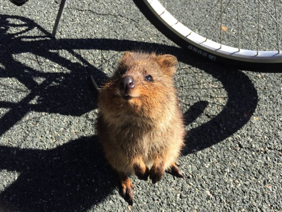 Meet The Quokka, The Smiling Marsupial Of Western Australia