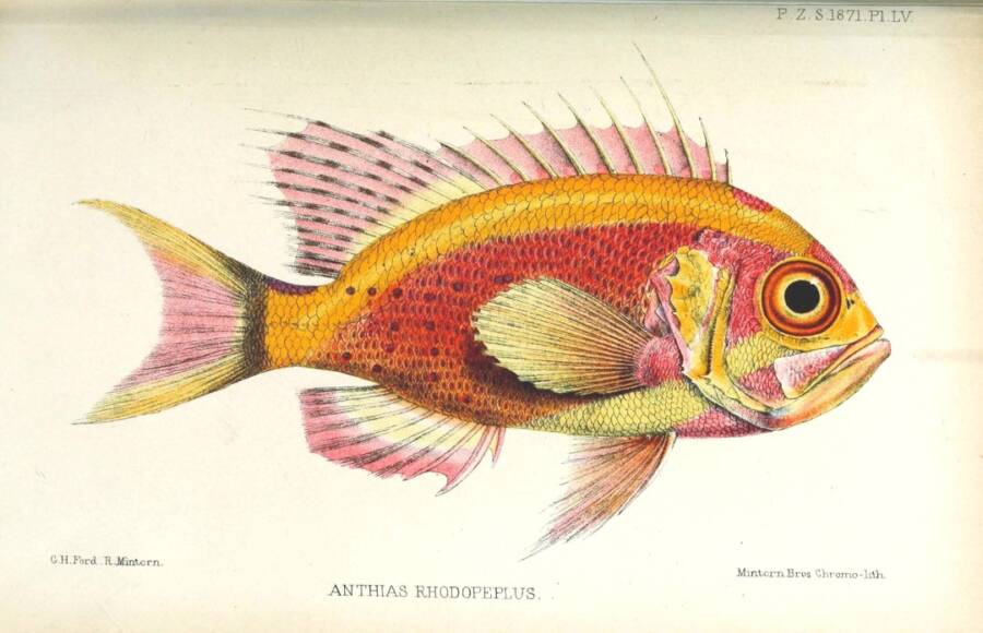 77 Vintage Drawings Of The Natural World Before Modern Photography