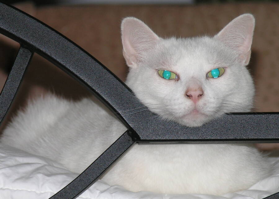 Everything You Ever Wanted To Know About Cat Eyes