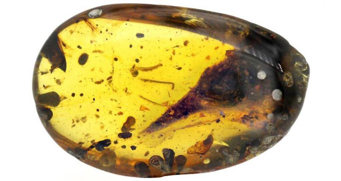 Smallest Dinosaur's Skull Found In 99 Million-Year-Old Amber