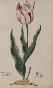 How Tulip Mania Created History's First Financial Bubble
