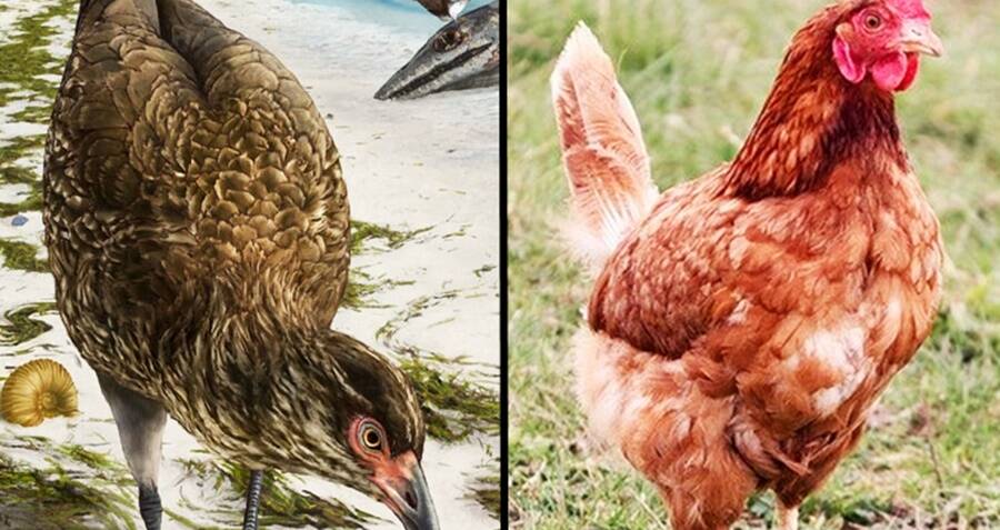 Oldest Fossil Of Modern Bird Ever Found, Dubbed 'Wonderchicken'