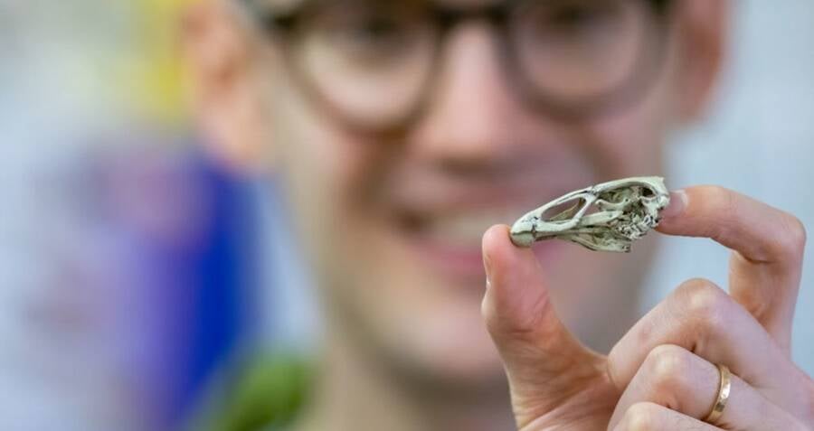 Oldest Fossil Of Modern Bird Ever Found, Dubbed 'Wonderchicken'