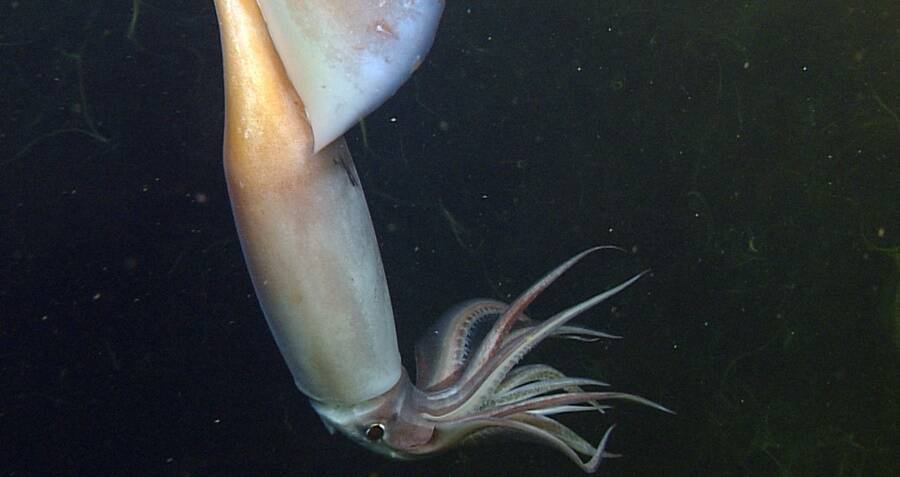 Deep-Sea Squids Use Bioluminescence To Communicate In The Dark