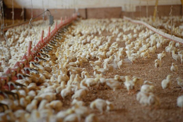 Baby Chickens Sold Out Nationwide As Americans Panic-Buy The Animals