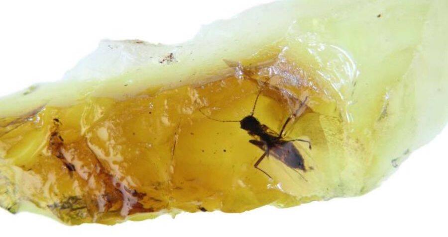 40-Million-Year-Old Amber Reveals Two Flies Who Got Stuck While Mating