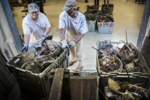 Why Horseshoe Crab Blood Is Essential For The Survival Of Humankind