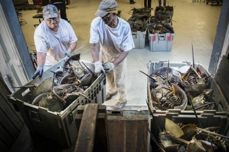 Why Horseshoe Crab Blood Is Essential For The Survival Of Humankind
