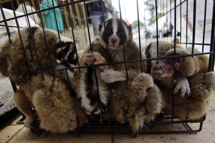 The Slow Loris, The Primate With A Surprisingly Deadly Venom