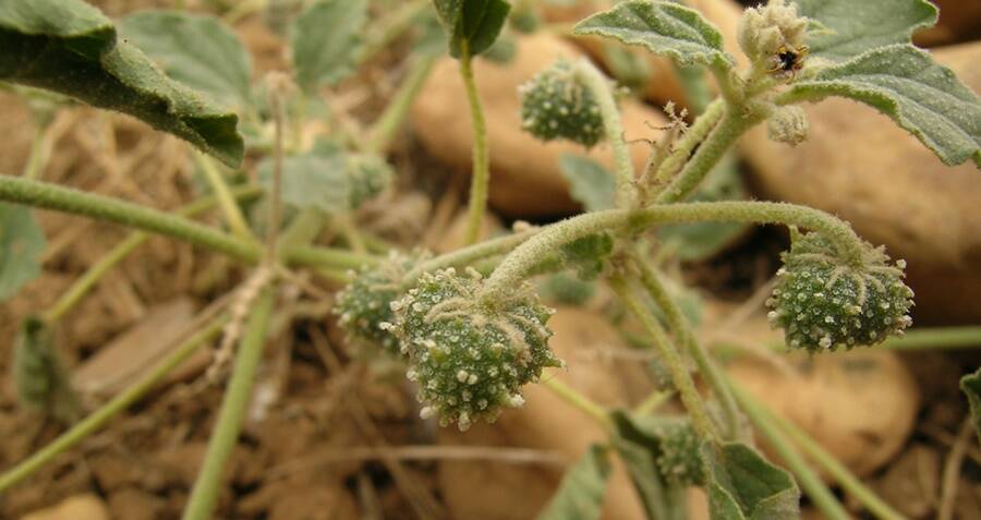 Scientists Recreate Mysterious Blue Ink From Medieval Manuscripts