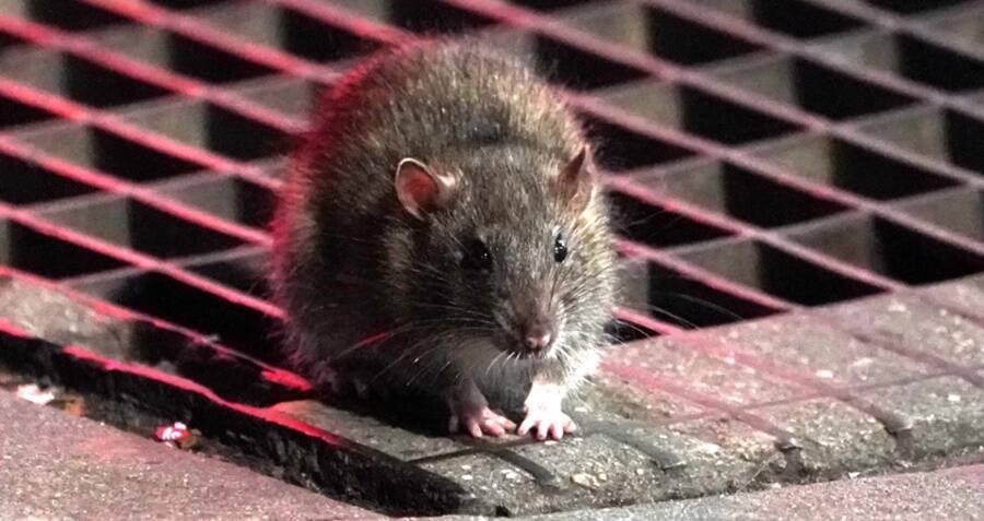 Swarms Of 'Rat Armies' Suffering Under Coronavirus Are Coming ...