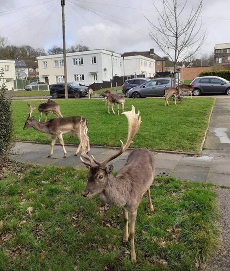 33 Photos Of Animals Reclaiming Earth During COVID-19 Lockdown