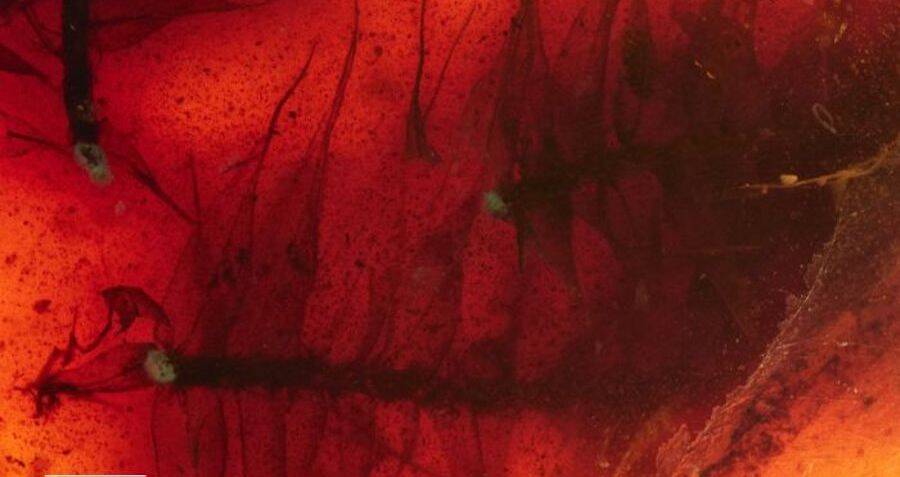40-Million-Year-Old Amber Reveals Two Flies Who Got Stuck While Mating