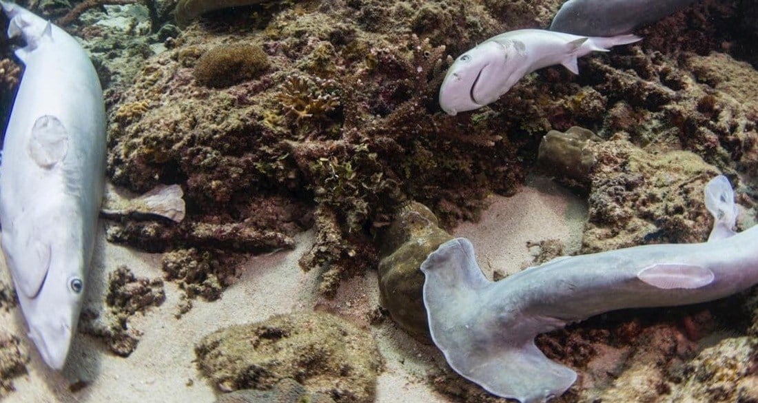 How Shark Fin Soup Is Driving Some Species To Extinction