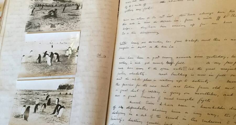 Antarctic Explorer's Century-Old Journal Describes 'Perverted' Penguins